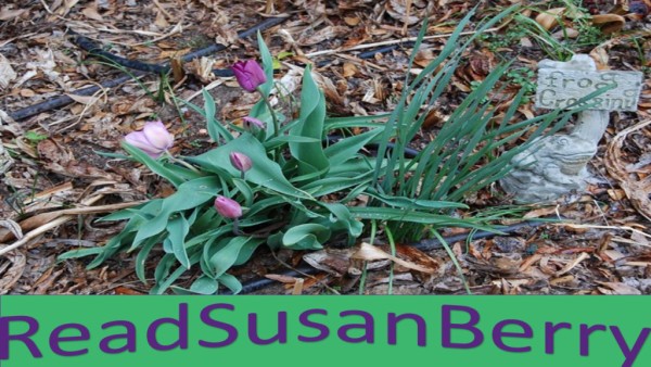 Reviewer IndieView with Susan Berry of Read Susan Berry | The IndieView